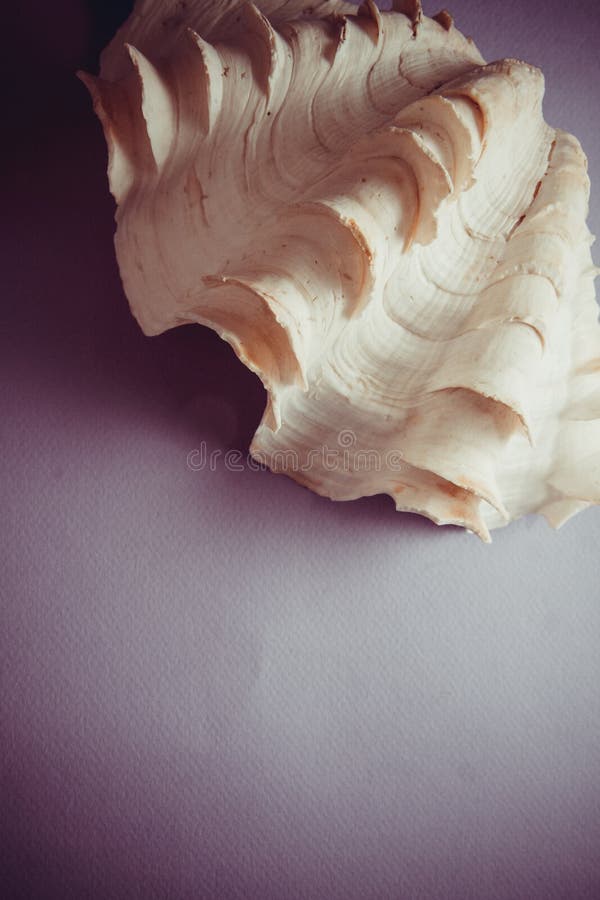 Calcium shells stock image. Image of dentures, dentist - 70467333