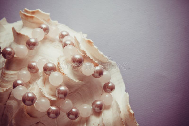 Calcium shells stock image. Image of beads, dentist, dental - 72963607