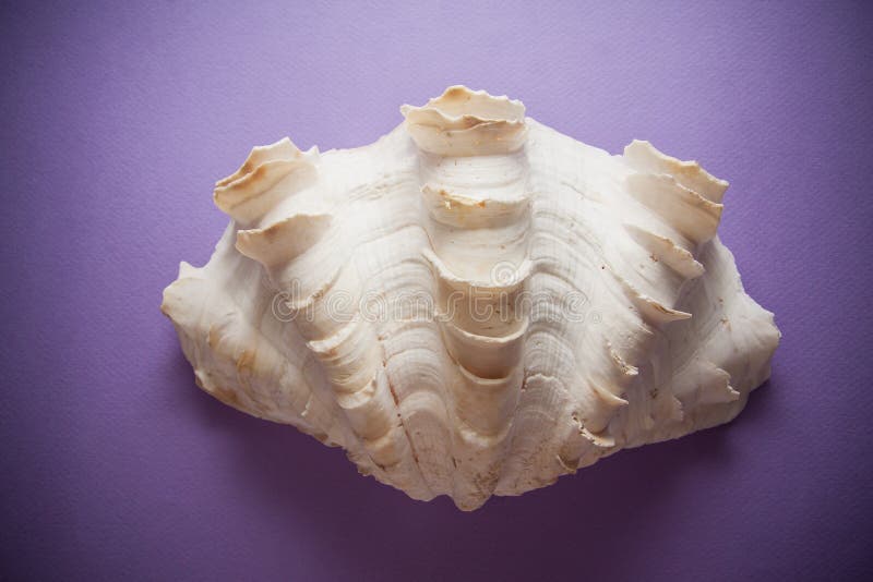 Calcium shells stock image. Image of medical, anatomy - 75032487