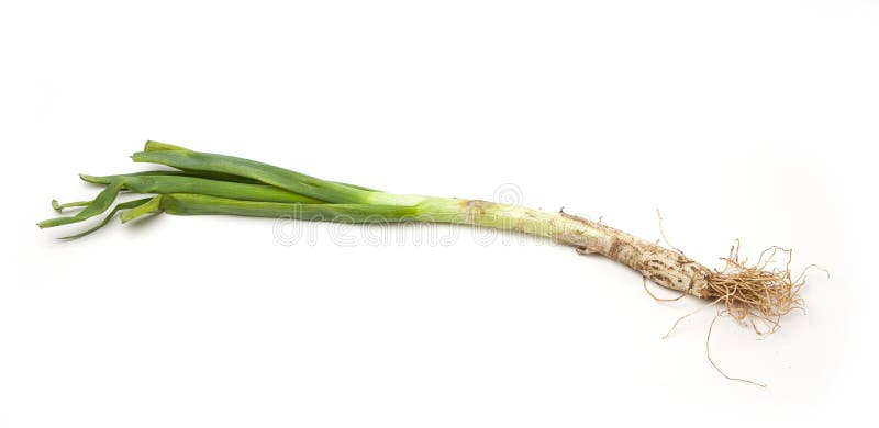 Calcot, Spring Onion for the Barbecue Stock Image - Image of ...