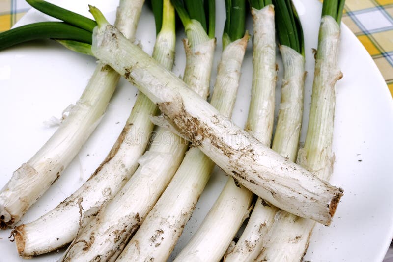 Calcots photo stock. Image du espagne, type, légumes - 29604026