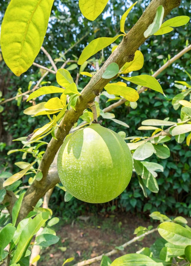 Cujete De Crescentia Sur L'arbre De Calebasse Photo stock - Image du ...