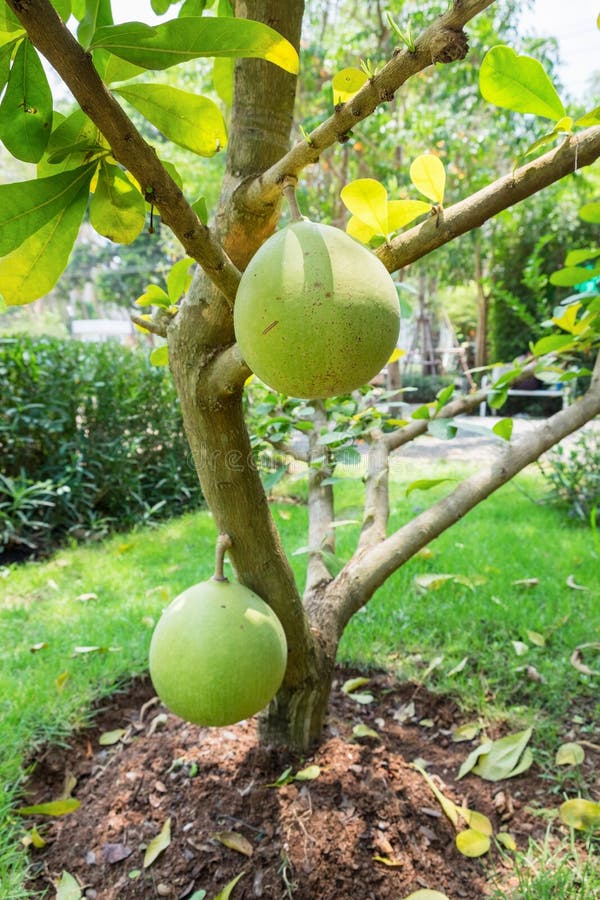 Cujete De Crescentia Sur L'arbre De Calebasse Photo stock - Image du ...