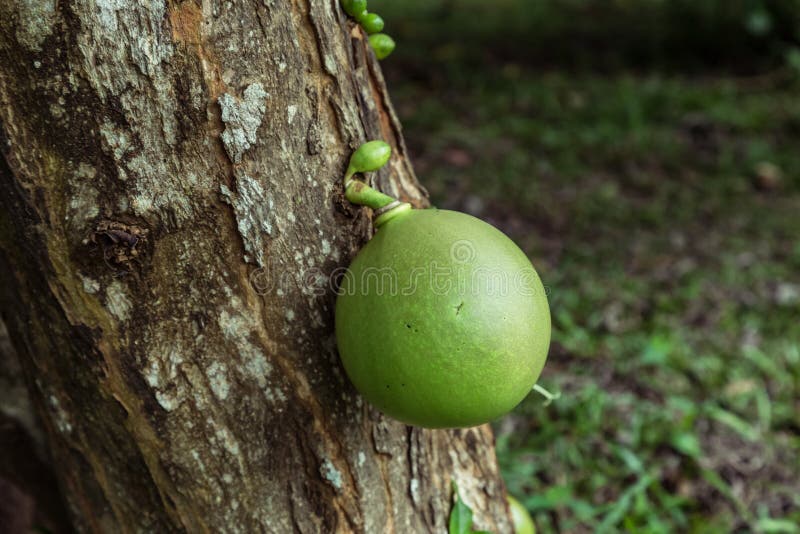 Calebasse Simple De Courge Pendant De La Tige D'arbre Photo stock ...