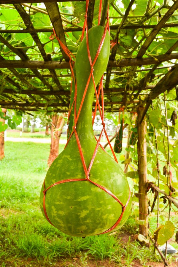 Photos de Calebasse Verte Comestible - Photos de stock gratuites et ...