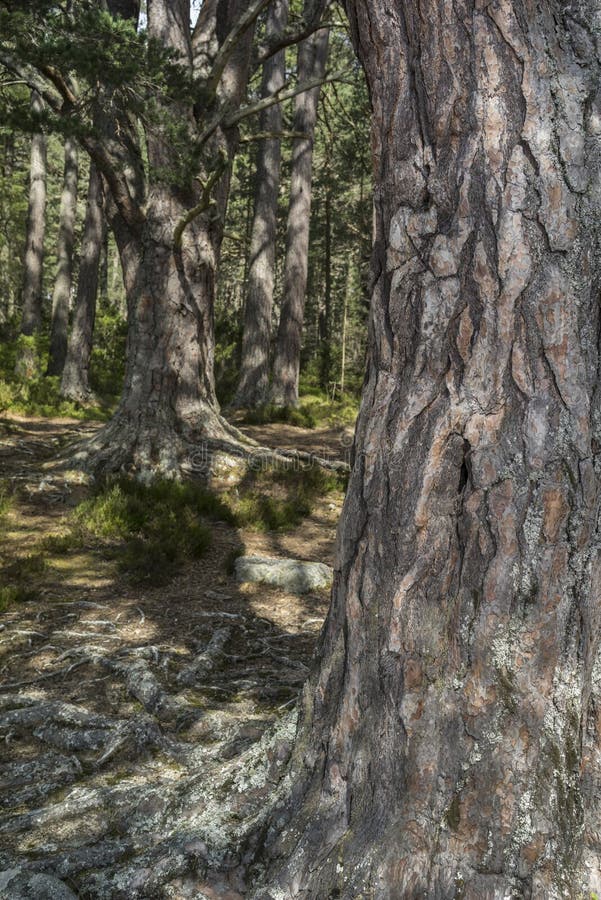 Caledonian Forest in Snow at Abernethy Forest in the Highlands of ...