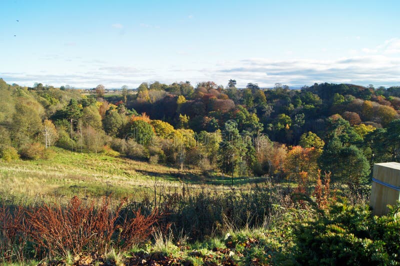 Scotland Roslin Famous Caledonian Forest Stock Photo - Image of ...