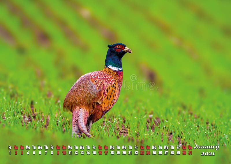 Calendar Sheet for 2021 with a Wild Living Animal Stock Image - Image ...