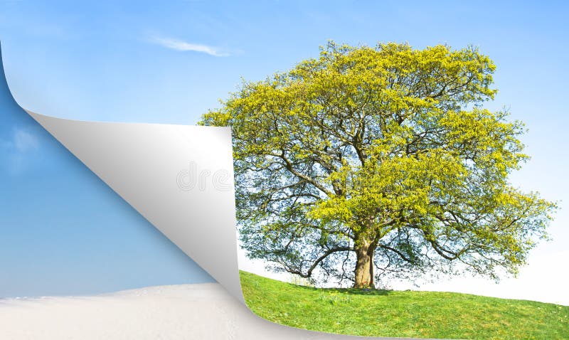 Calendar Tree Summer Vs Winter Stock Image - Image of cambridge, autumn ...