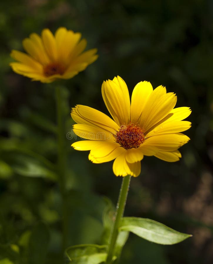 Calendula stock image. Image of head, bright, sunlight - 15280971