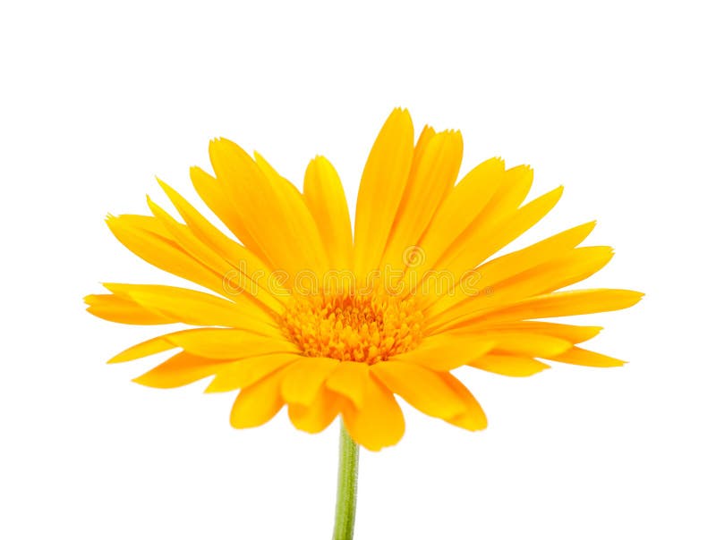 Calendula stock photo. Image of plant, botany, stem, calendula - 25705054