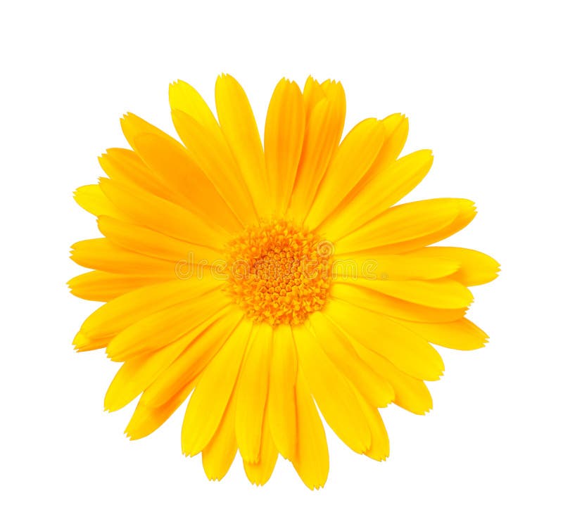 Calendula stock image. Image of close, bloom, medicinal - 25804085