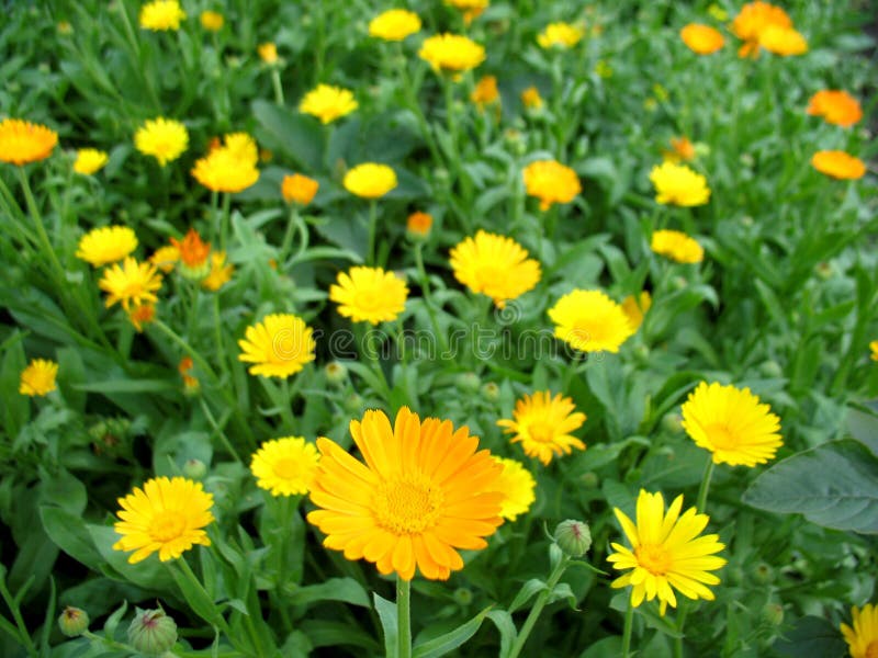 Calendula stock photo. Image of yellow, calendula, marigold - 27565264