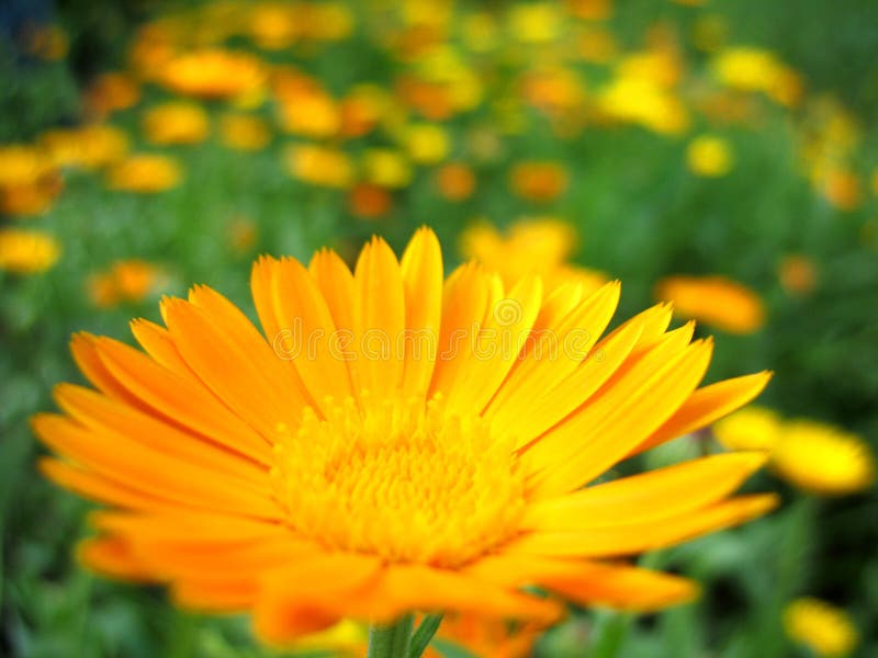 Calendula stock image. Image of beauty, marigold, sunlight - 27565375