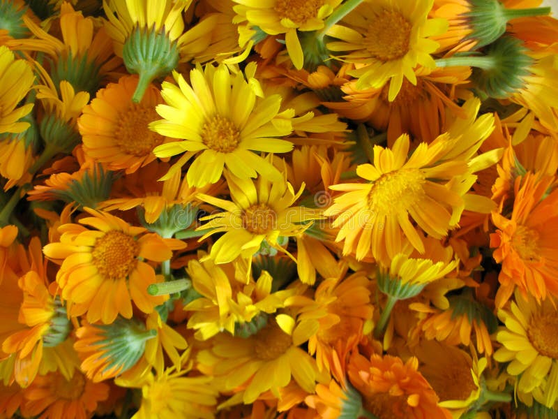 Calendula stock image. Image of nature, calendula, green - 27704939