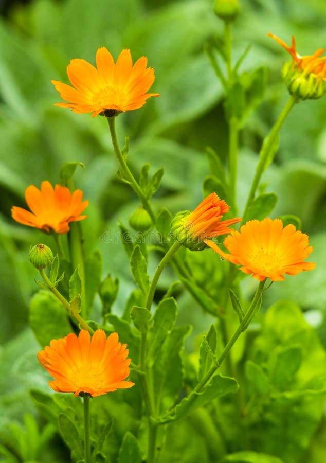 Calendula imagen de archivo. Imagen de floral, herbario - 73941701