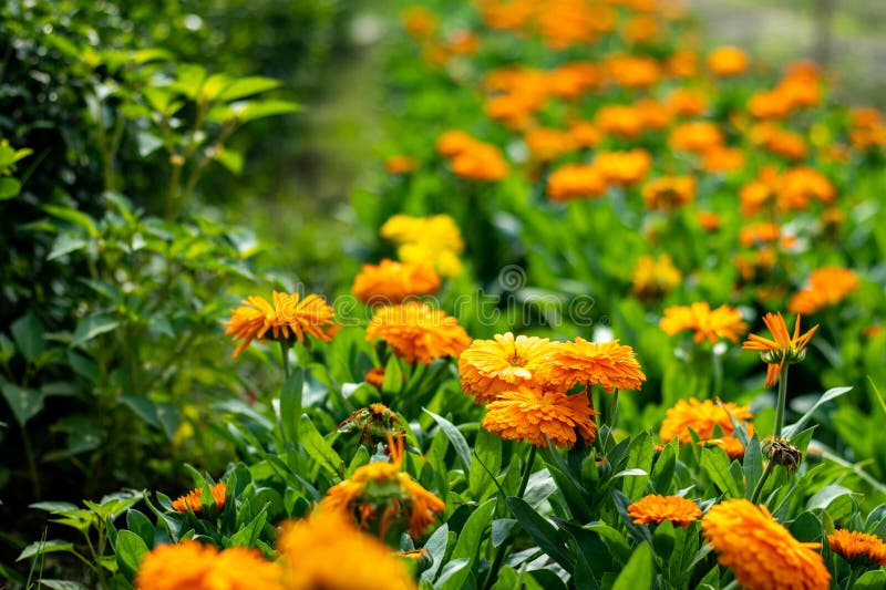 Calendula, Also Called Pot Marigold. Calendula Has Singular, Multicolor ...