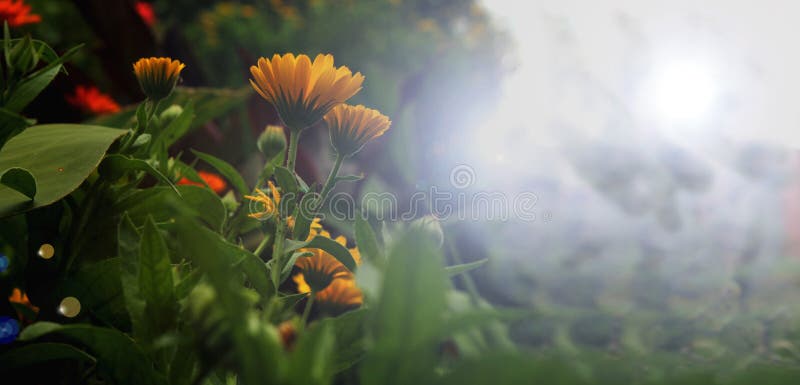Calendula Background stock image. Image of nature, flower - 65262069