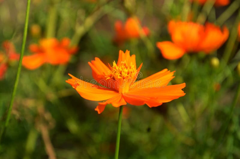 Strong Orange Background Texture, for Banner or Web. Stock Image ...