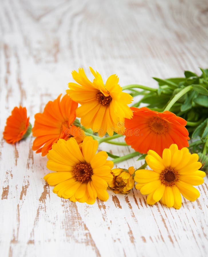Ranunculus in warm shades stock photo. Image of warm - 30052678