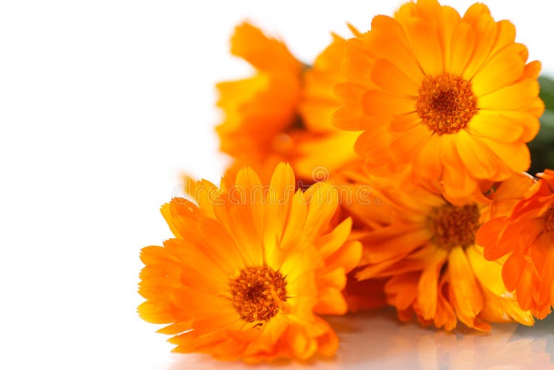 Calendula officinalis stock photo. Image of plant, botany - 32706098