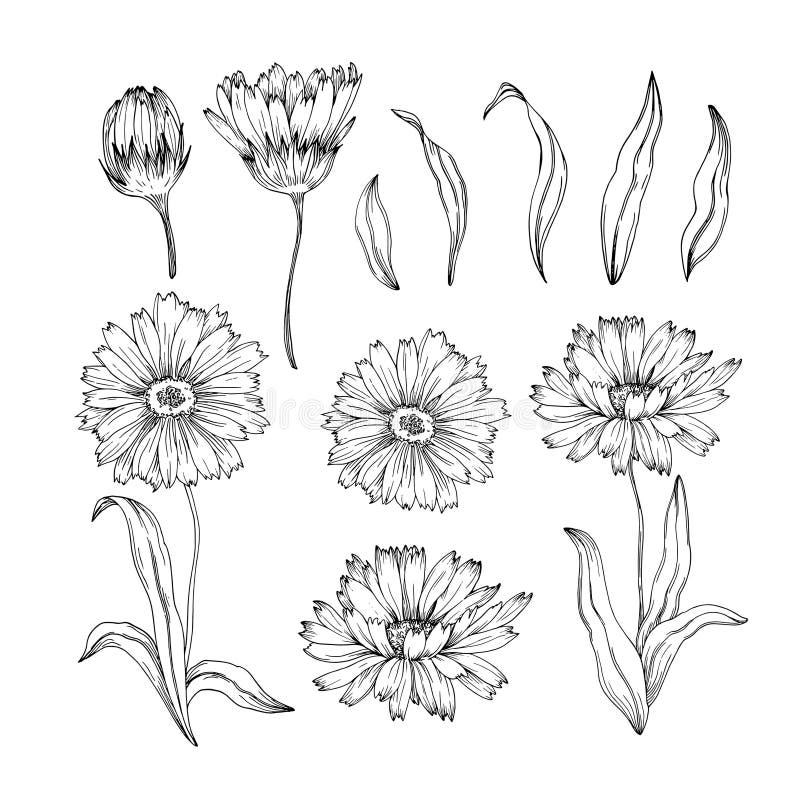 Calendula Branch Hand Drawn Sketch. Line Drawn Illustration on White ...