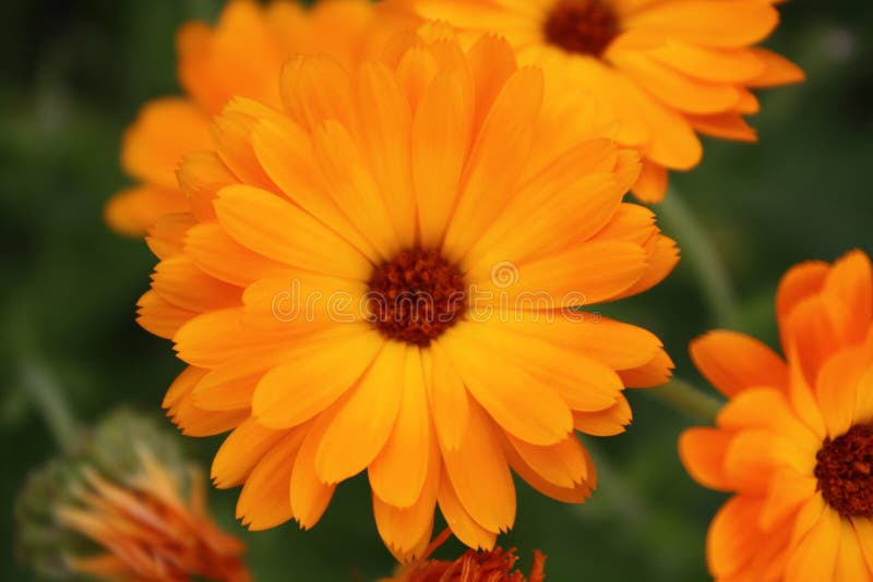 Calendula stock photo. Image of blossom, summer, green - 99167888