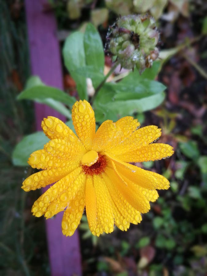 Calendula stock photo. Image of flora, drop, nature - 100917258