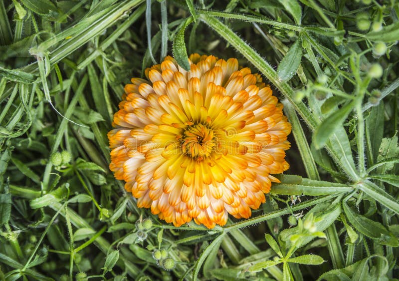 Calendula in Cleaver Herb Top View Stock Photo - Image of beauty, aroma ...