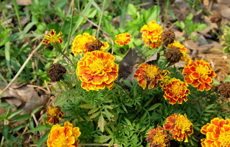 Calendula farm stock photo. Image of landscape, agriculture - 71508194