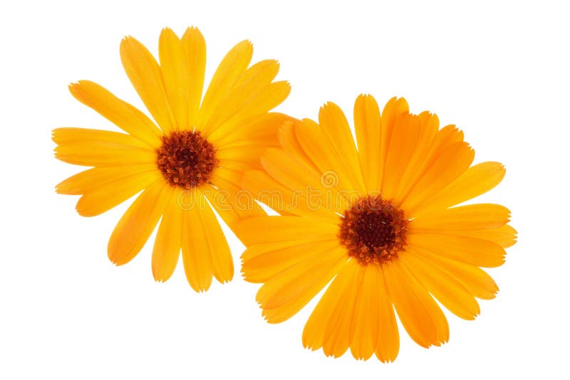 Calendula Flor Do Marigold Isolada No Fundo Branco Foto de Stock ...