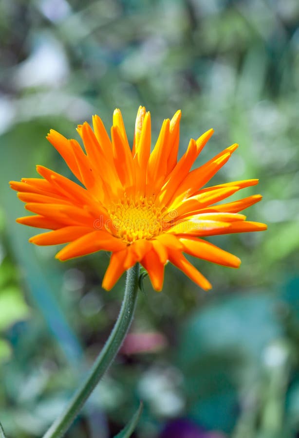 Calendula Flower stock photo. Image of blossom, botany - 37675674