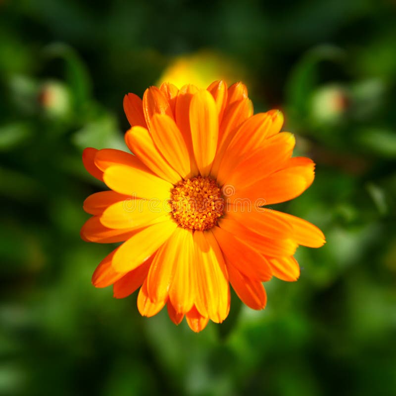 Calendula Flower stock photo. Image of blossom, botany - 37675674