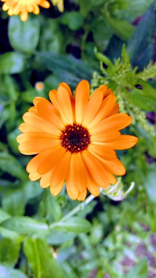 Calendula flower stock photo. Image of enjoy, flower - 155396050