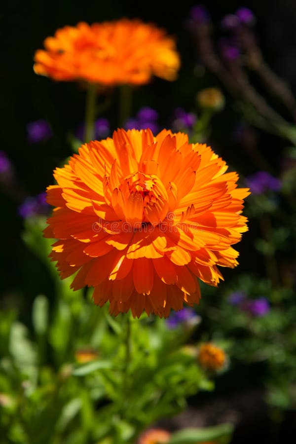 Calendula flower stock photo. Image of calendula, vibrant - 52429376