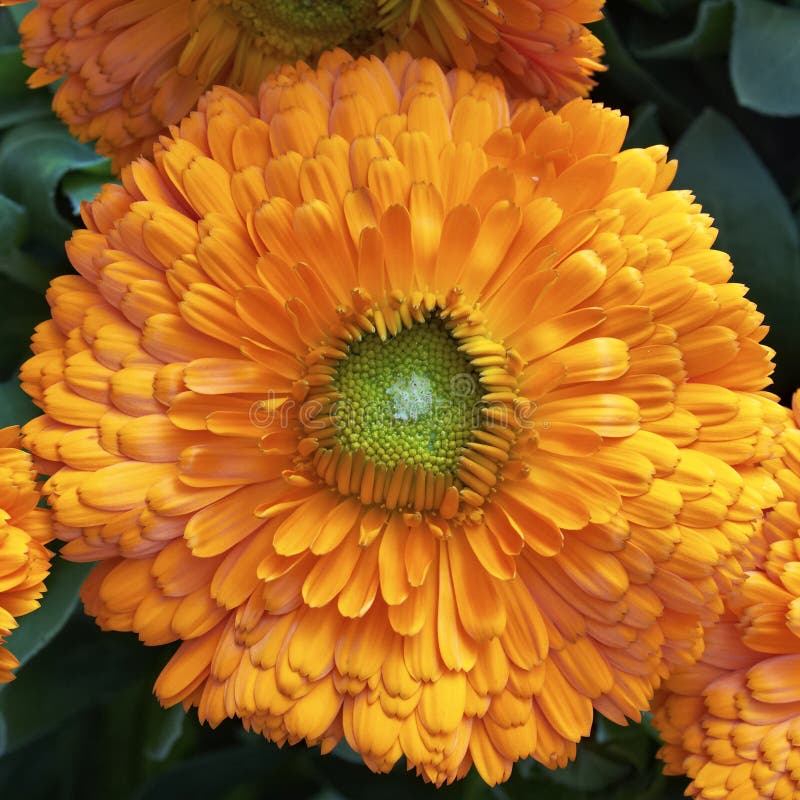 Herb garden stock photo. Image of pail, calendula, plants - 15139882