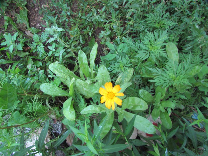 Calendula flower stock photo. Image of summer, nature - 96911154