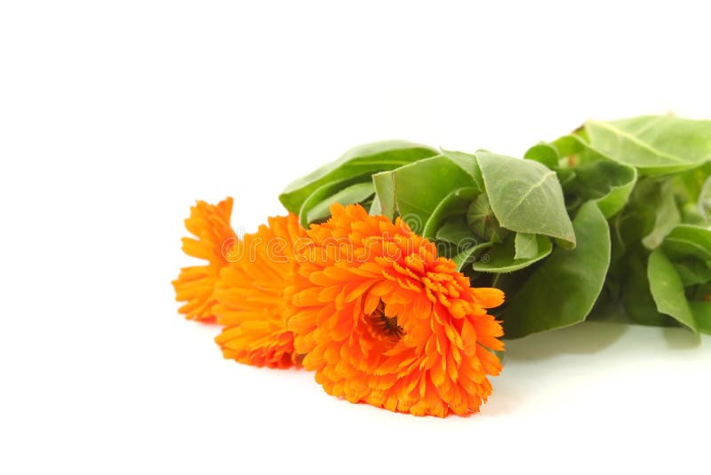 Calendula flower stock photo. Image of officinalis, plant - 43023404