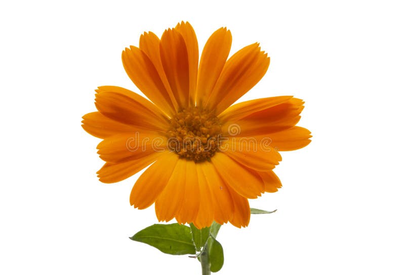 Calendula flower isolated stock photo. Image of beauty - 208917618