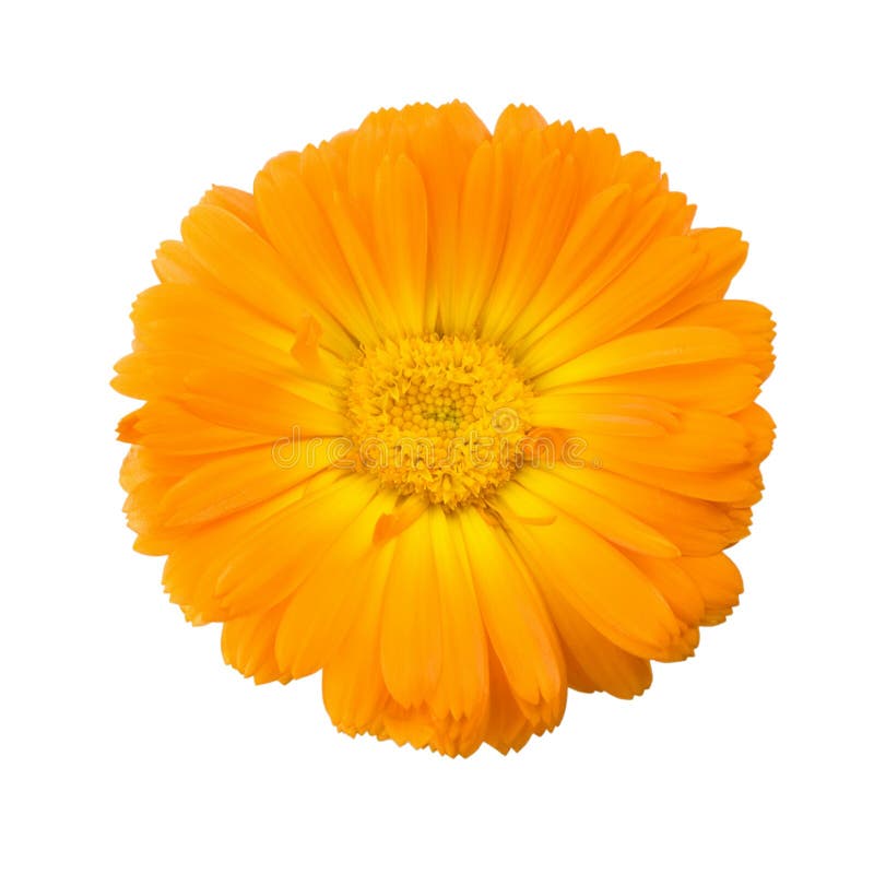 Calendula Flower Isolated on White Background Stock Image - Image of ...