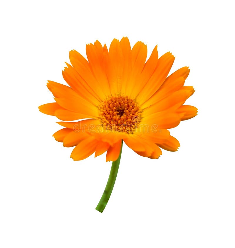 White Flower Calendula. White Isolated Background With Clipping Path ...