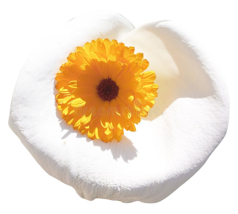Calendula Flower Isolated on White Background. Stock Photo - Image of ...