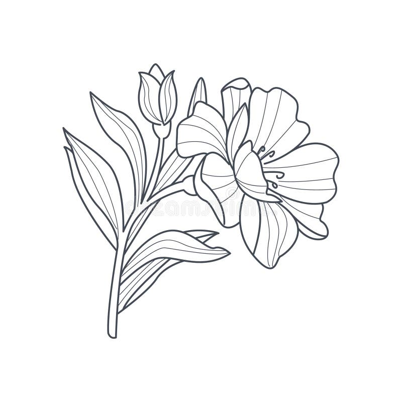 Calendula Flower Monochrome Drawing for Coloring Book Stock Vector ...