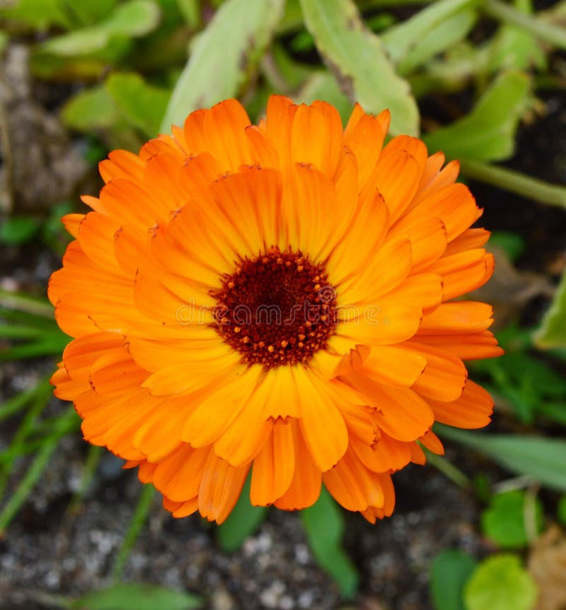 Calendula flower stock photo. Image of garden, august - 79505916