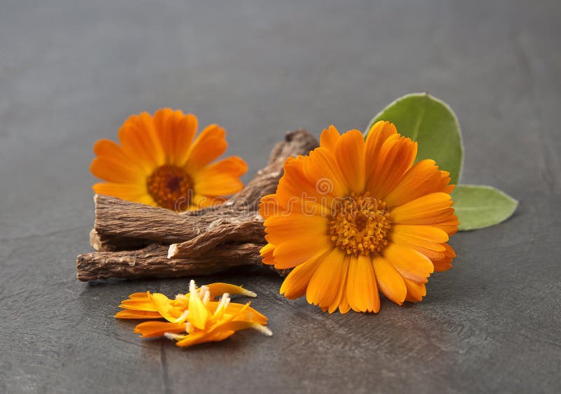 Calendula Flower with Calendula Root Stock Image - Image of ayurveda ...