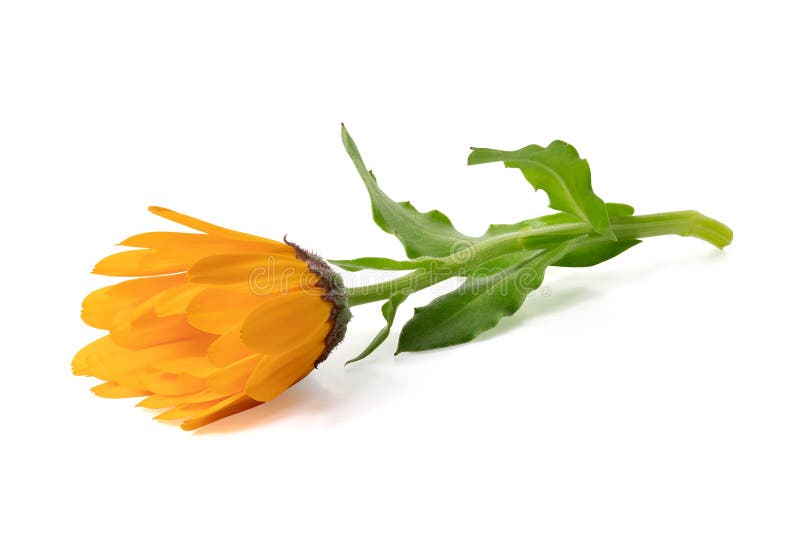 Calendula Flower with Stem and Leaves on a White Background. Full Depth ...