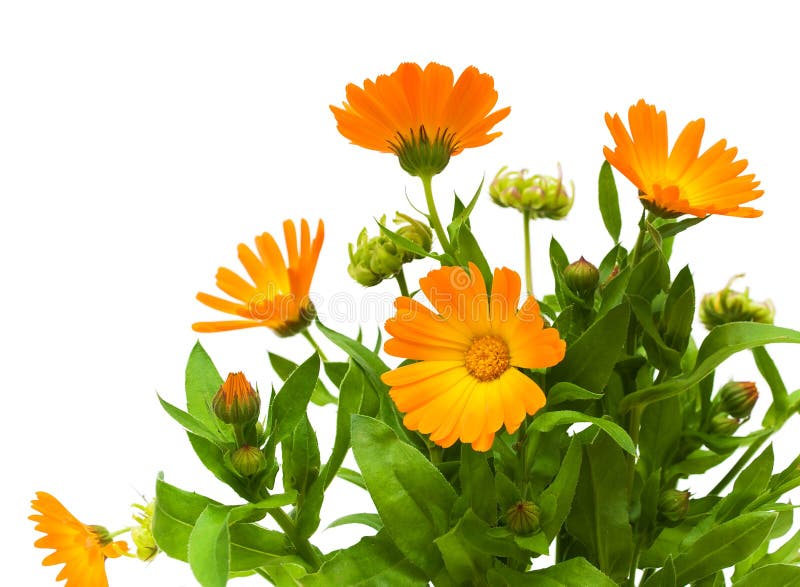 Calendula Flower On A White Background Stock Image - Image of bouquet ...