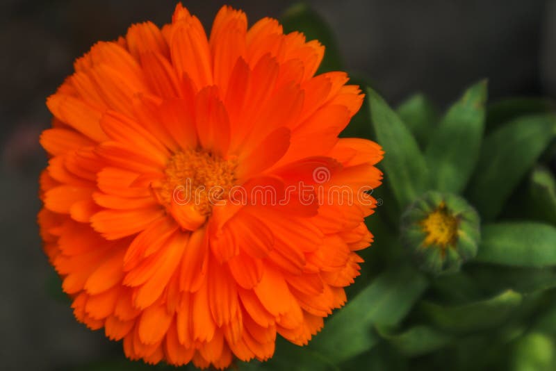 Calendula Flower Yellow Color Looking Great 2 Stock Image - Image of ...