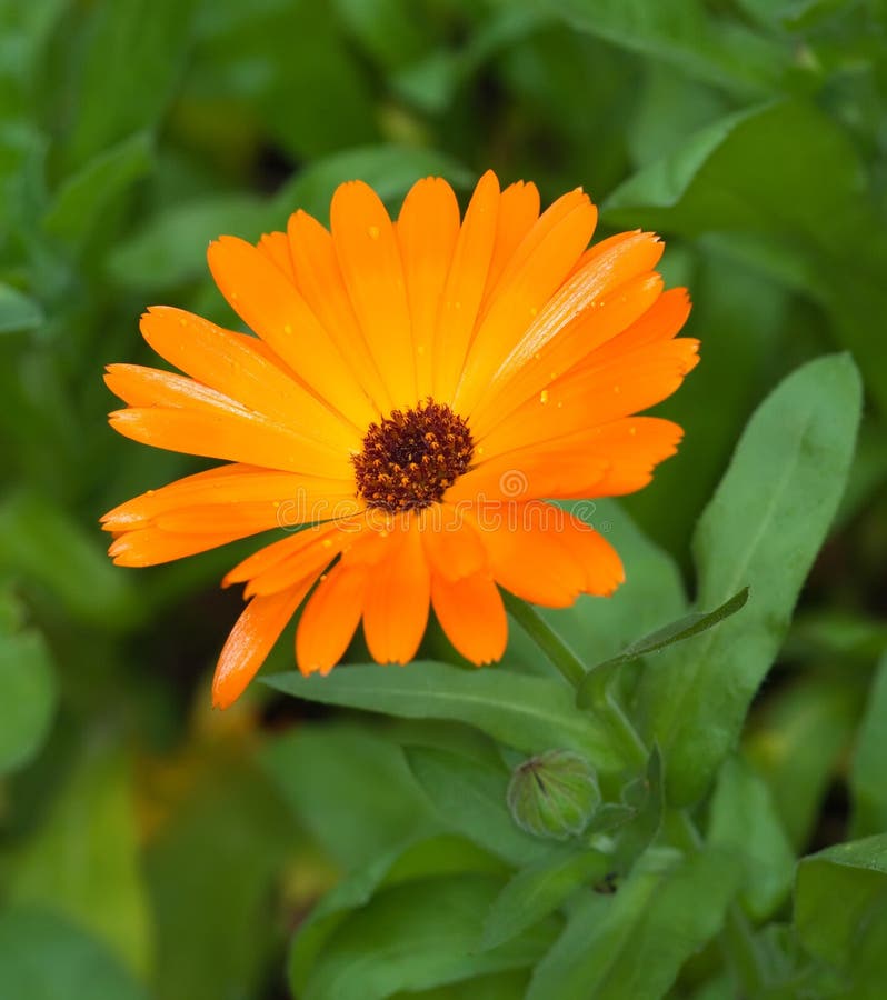Calendula flower stock photo. Image of flora, botany - 34653464