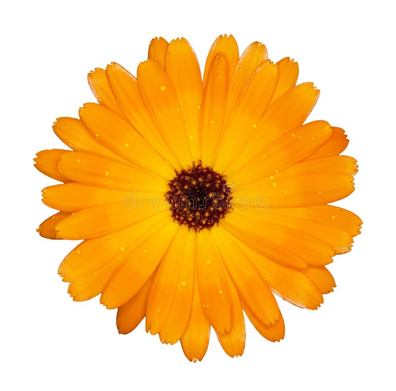 Calendula flower stock photo. Image of flora, botany - 34653464